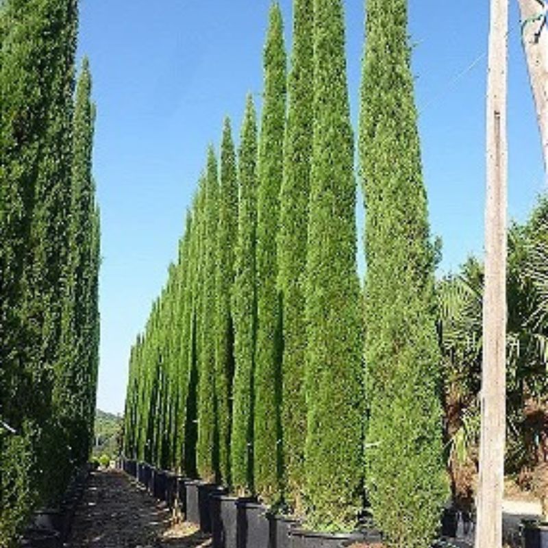 Cipreste Italiano ou Pinheiro Vela (Cupressus sempervirens ...