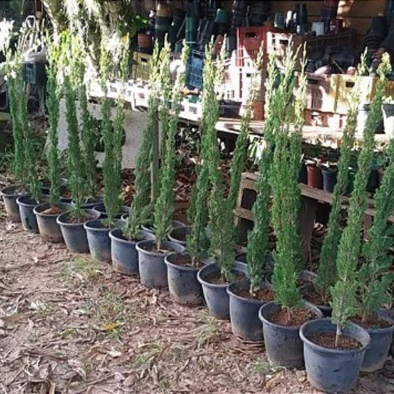 Cipreste Italiano ou Pinheiro Vela (Cupressus sempervirens ...