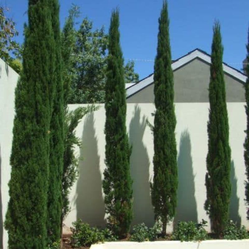 Cipreste Italiano ou Pinheiro Vela (Cupressus sempervirens ...