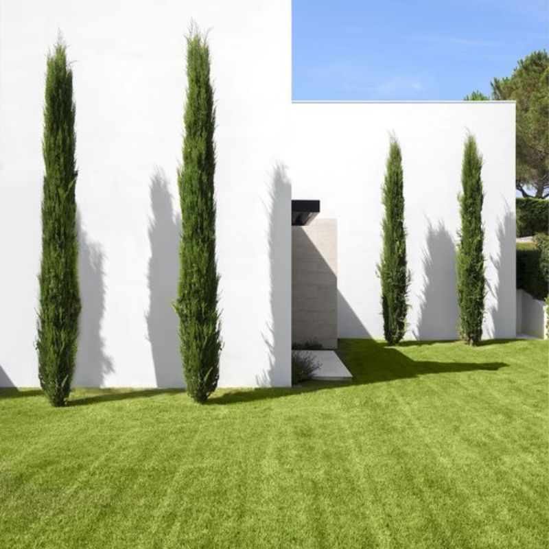 Cipreste Italiano ou Pinheiro Vela (Cupressus sempervirens ...