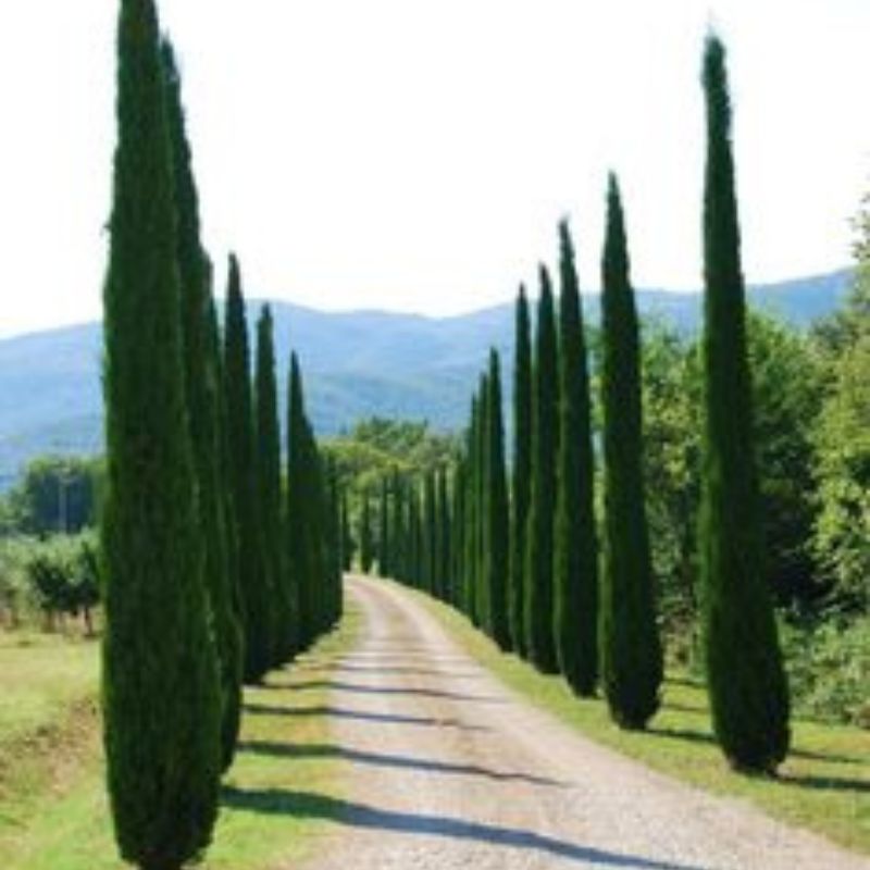 Cipreste Italiano ou Pinheiro Vela (Cupressus sempervirens ...