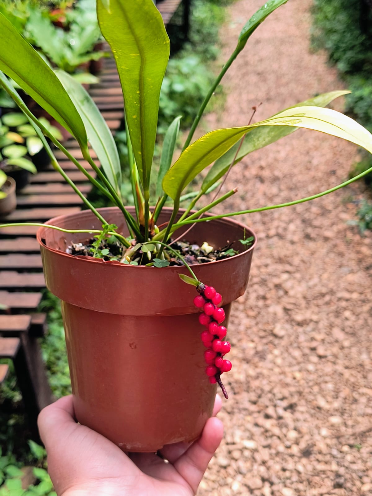 Antúrio Gracile - Anthurium Gracile - Orquidario em Mogi Mirim/SP - As ...
