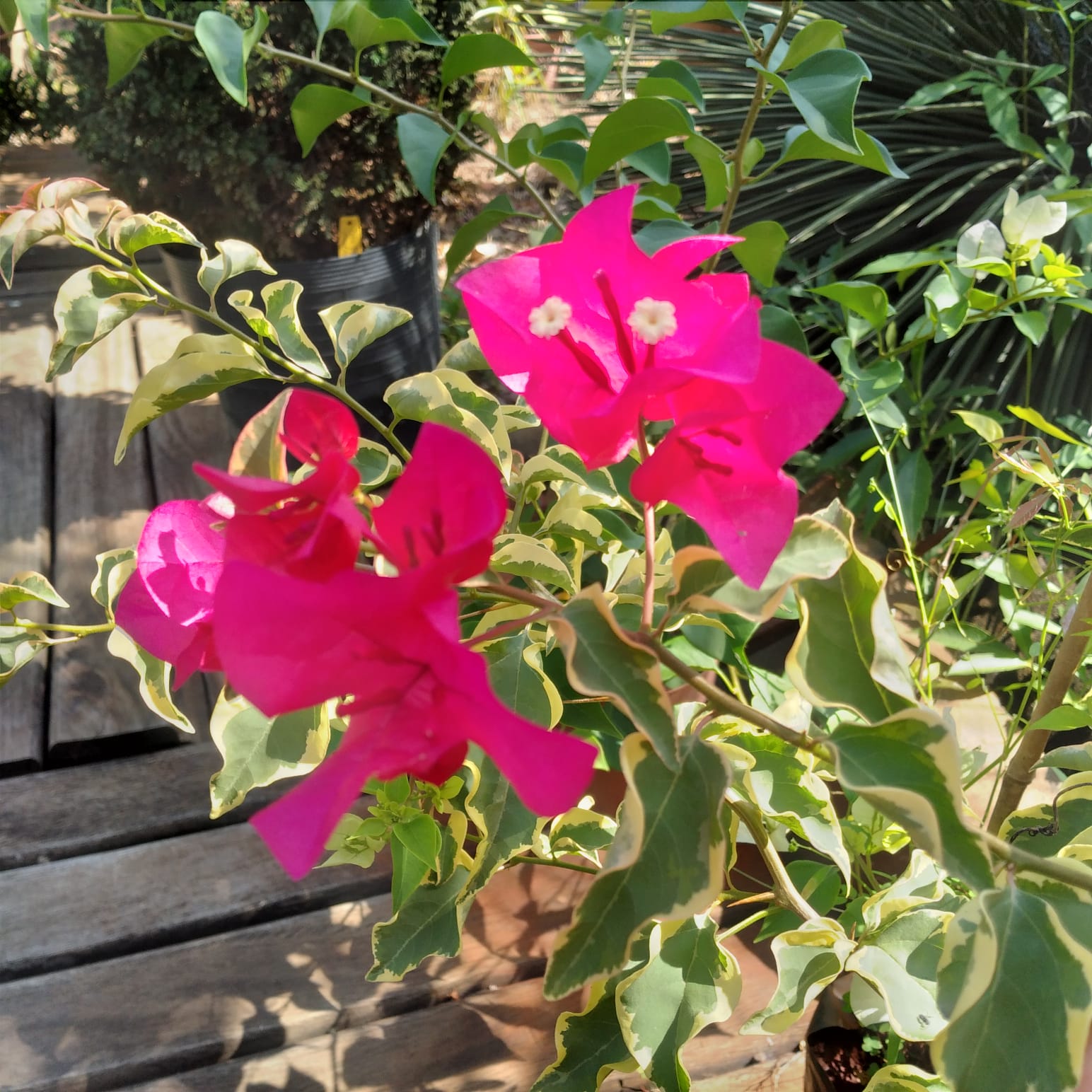 Primavera Variegata Pink - Bougainvillea Pink - Orquidario em Mogi ...