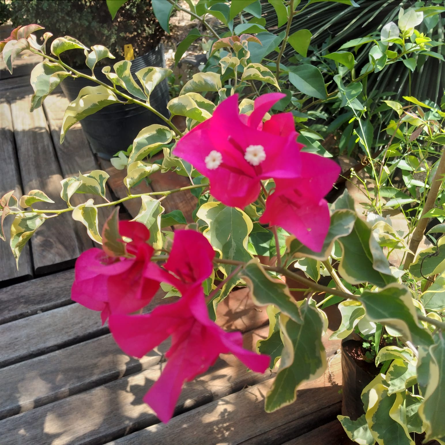 Primavera Variegata Pink - Bougainvillea Pink - Orquidario em Mogi ...