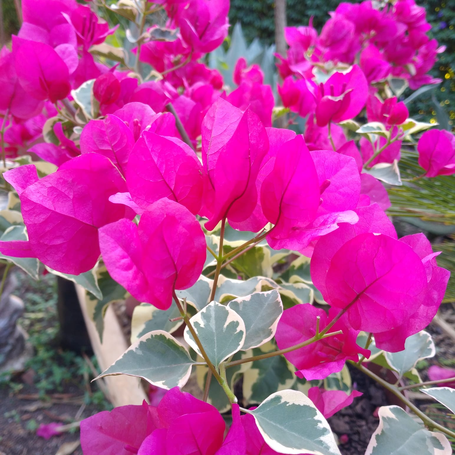 Primavera Variegata Pink - Bougainvillea Pink - Orquidario em Mogi ...