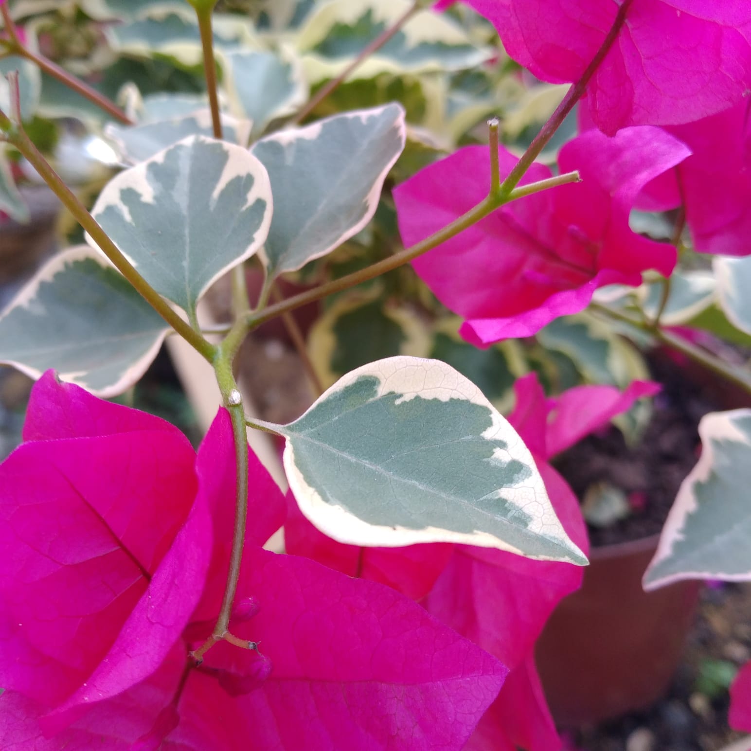 Primavera Variegata Pink - Bougainvillea Pink - Orquidario em Mogi ...