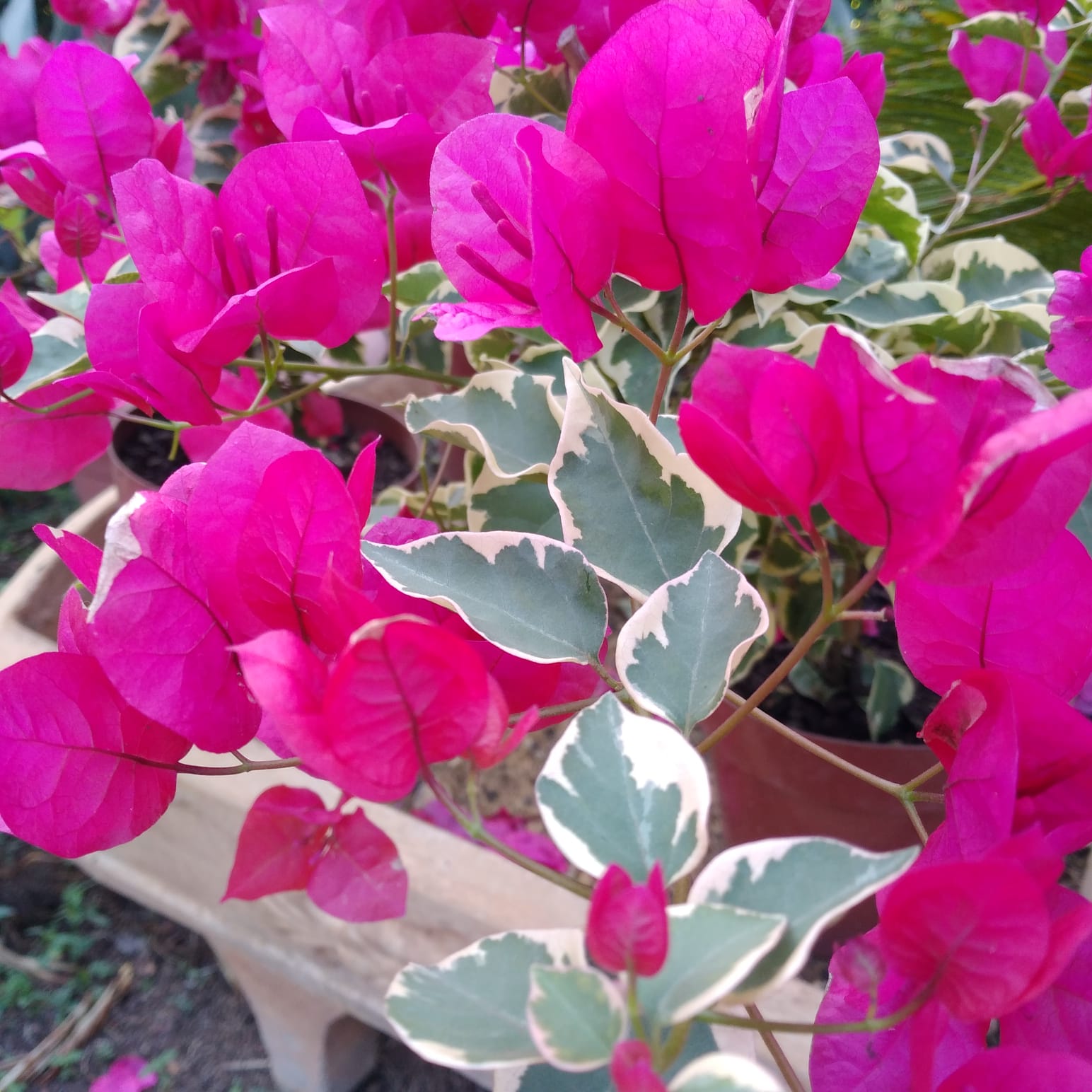 Primavera Variegata Pink - Bougainvillea Pink - Orquidario em Mogi ...