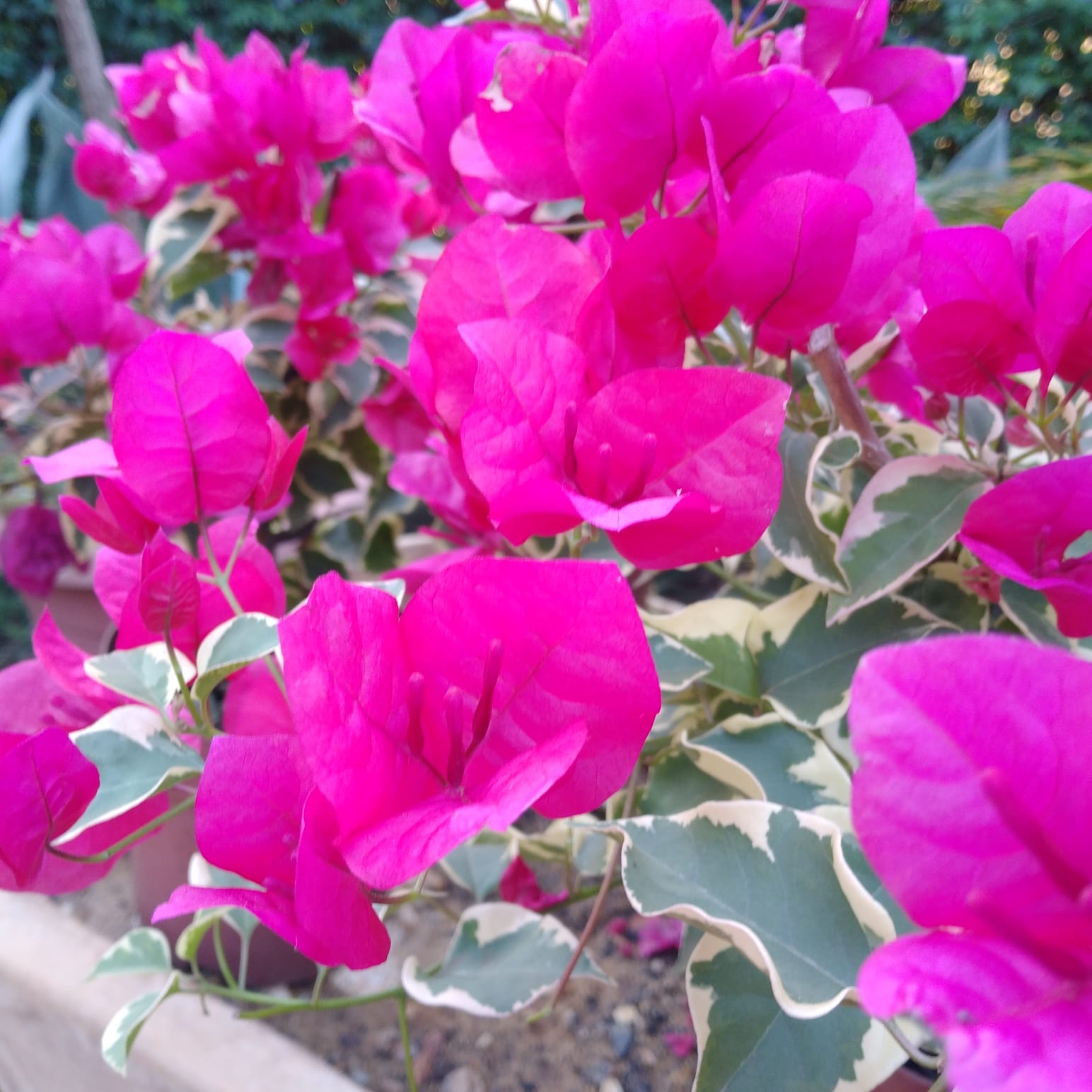 Primavera Variegata Pink - Bougainvillea Pink - Orquidario em Mogi ...