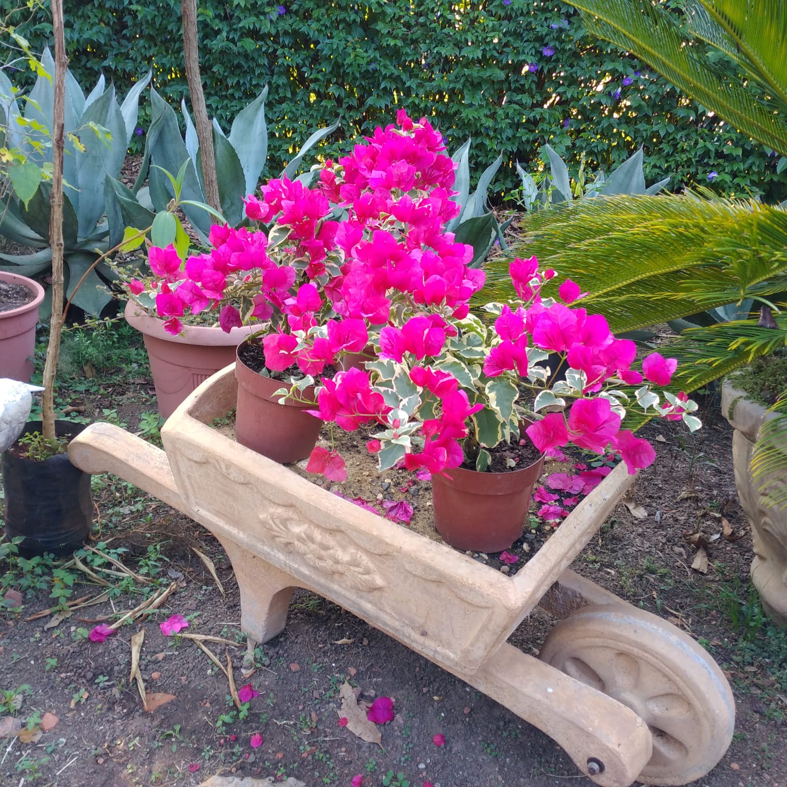Primavera Variegata Pink - Bougainvillea Pink - Orquidario em Mogi ...