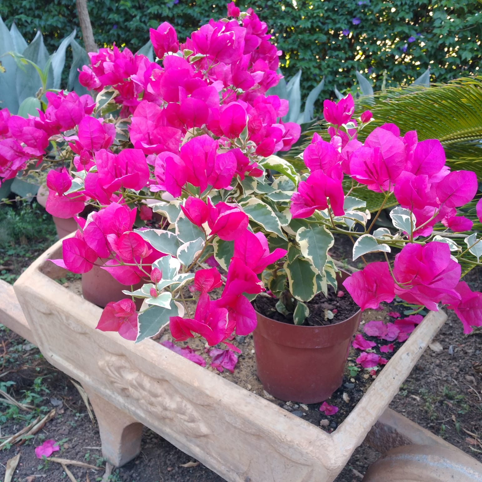 Primavera Variegata Pink - Bougainvillea Pink - Orquidario em Mogi ...