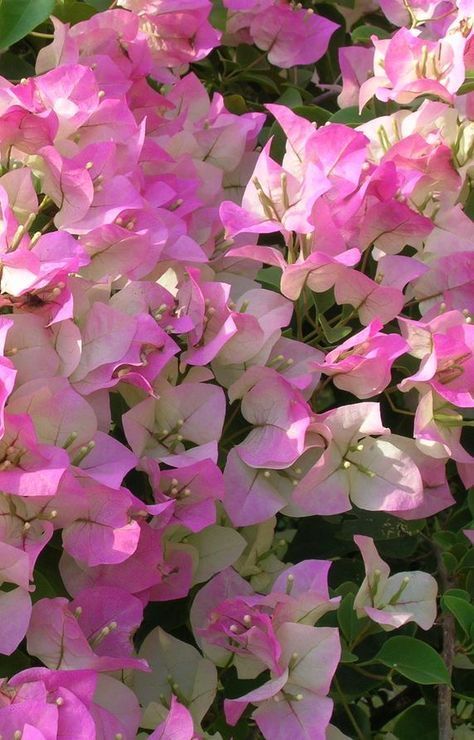 Primavera Bicolor ou Mesclada (Rosa/Branca) - Orquidario em Mogi Mirim ...