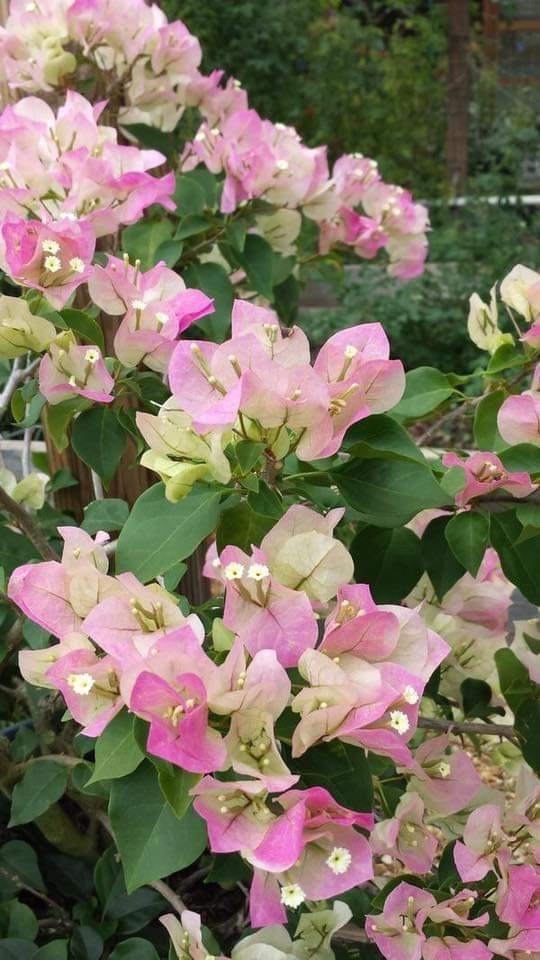Primavera Bicolor ou Mesclada (Rosa/Branca) - Orquidario em Mogi Mirim ...