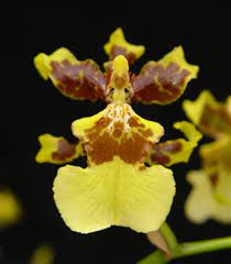 Oncidium Sphacelatum - Orquidario em Mogi Mirim/SP - As mais lindas ...