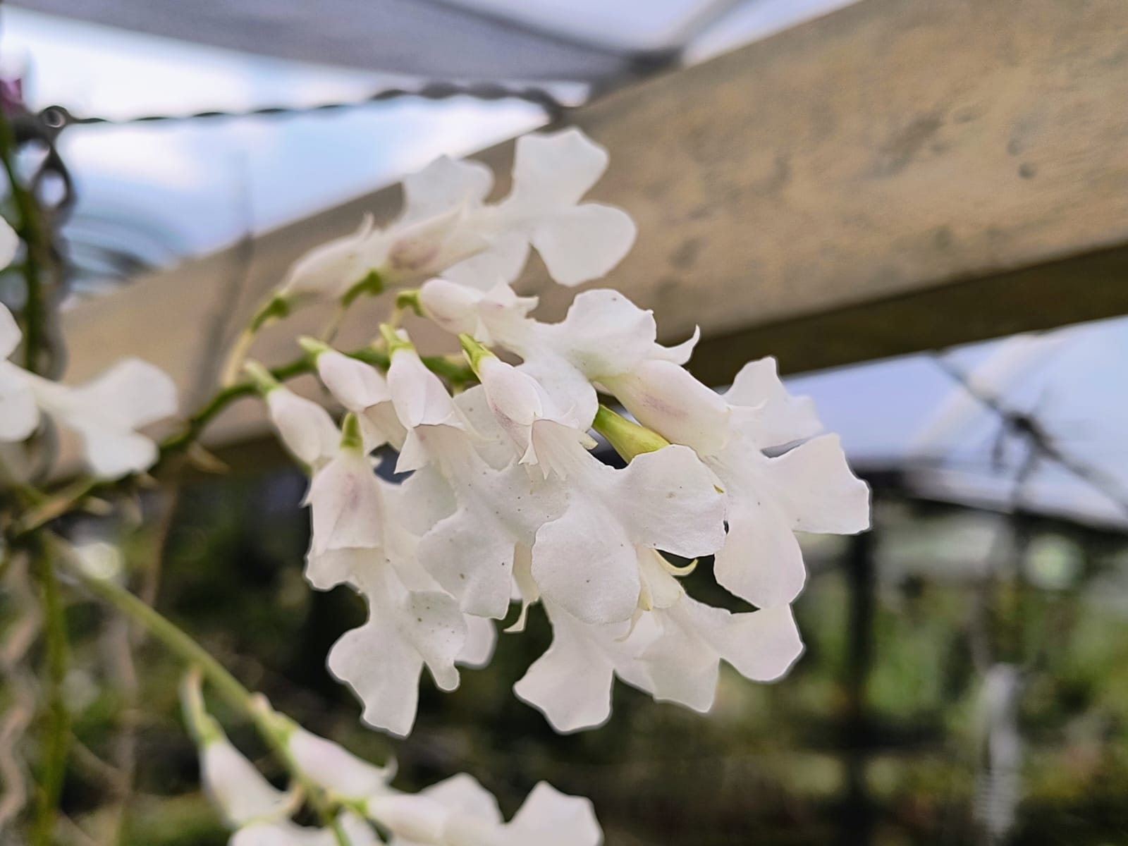 Rodriguezia Decora Semi Alba - Orquidario em Mogi Mirim/SP - As mais ...