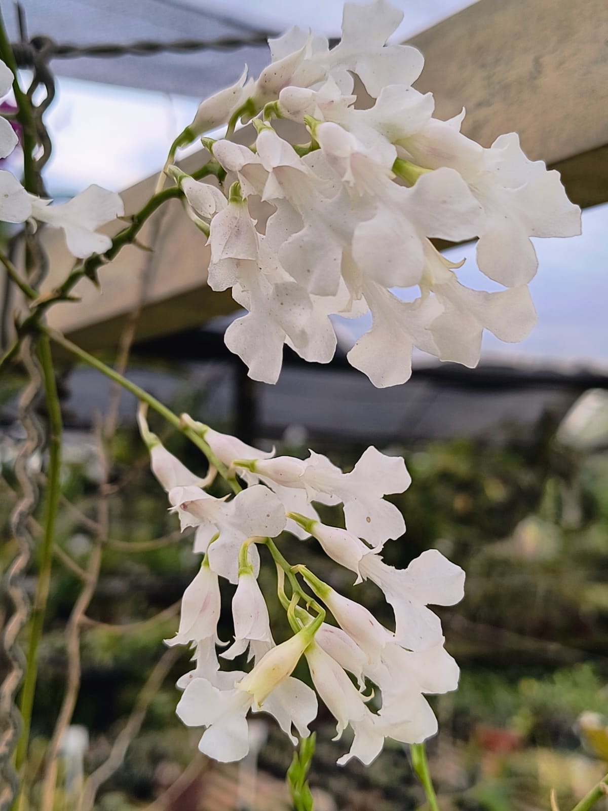 Rodriguezia Decora Semi Alba - Orquidario em Mogi Mirim/SP - As mais ...