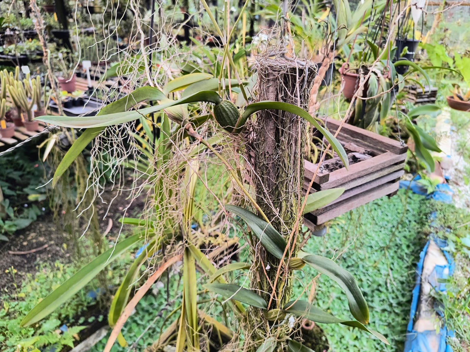 Rodriguezia Decora Semi Alba - Orquidario em Mogi Mirim/SP - As mais ...