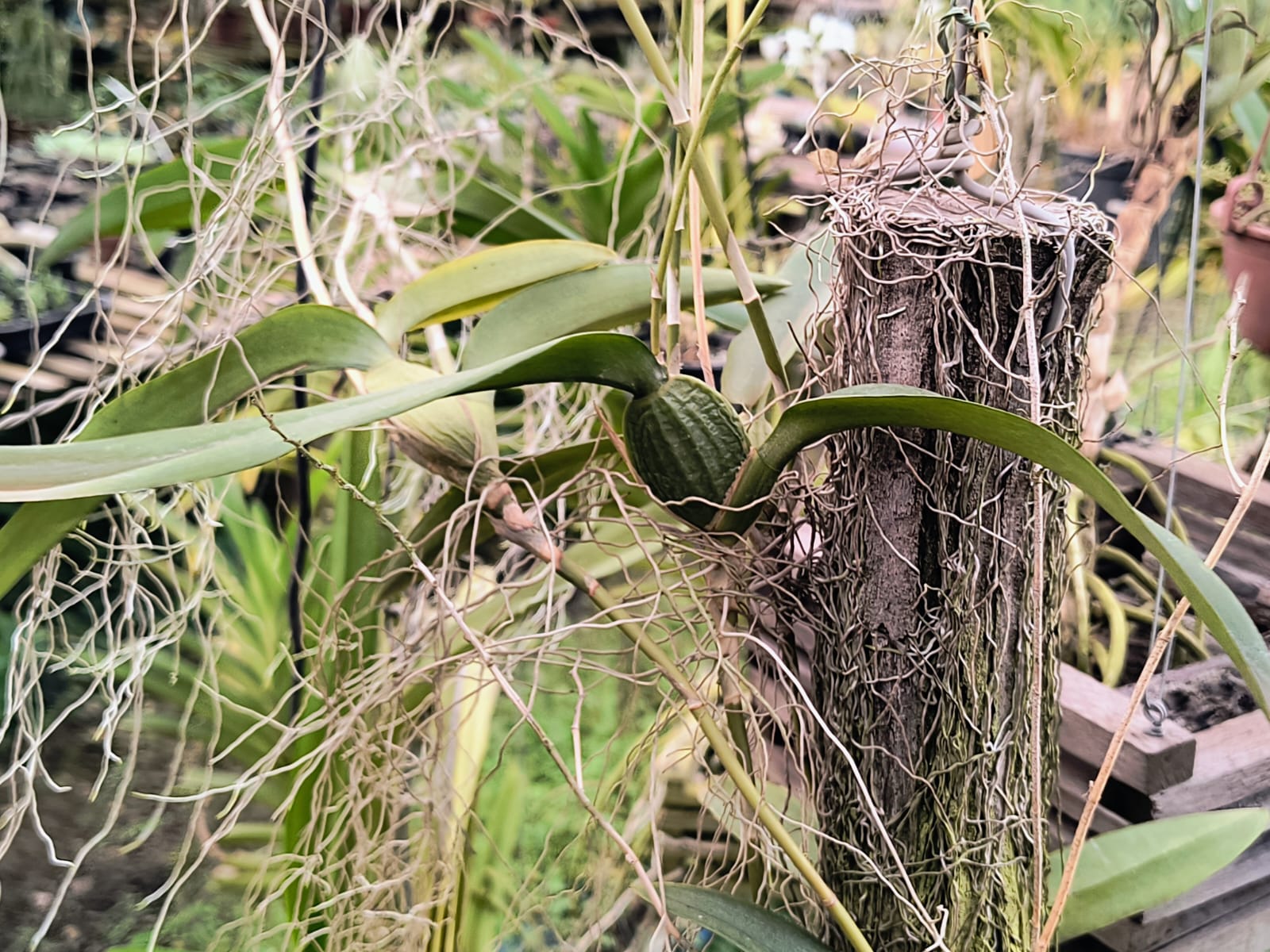 Rodriguezia Decora Semi Alba - Orquidario em Mogi Mirim/SP - As mais ...