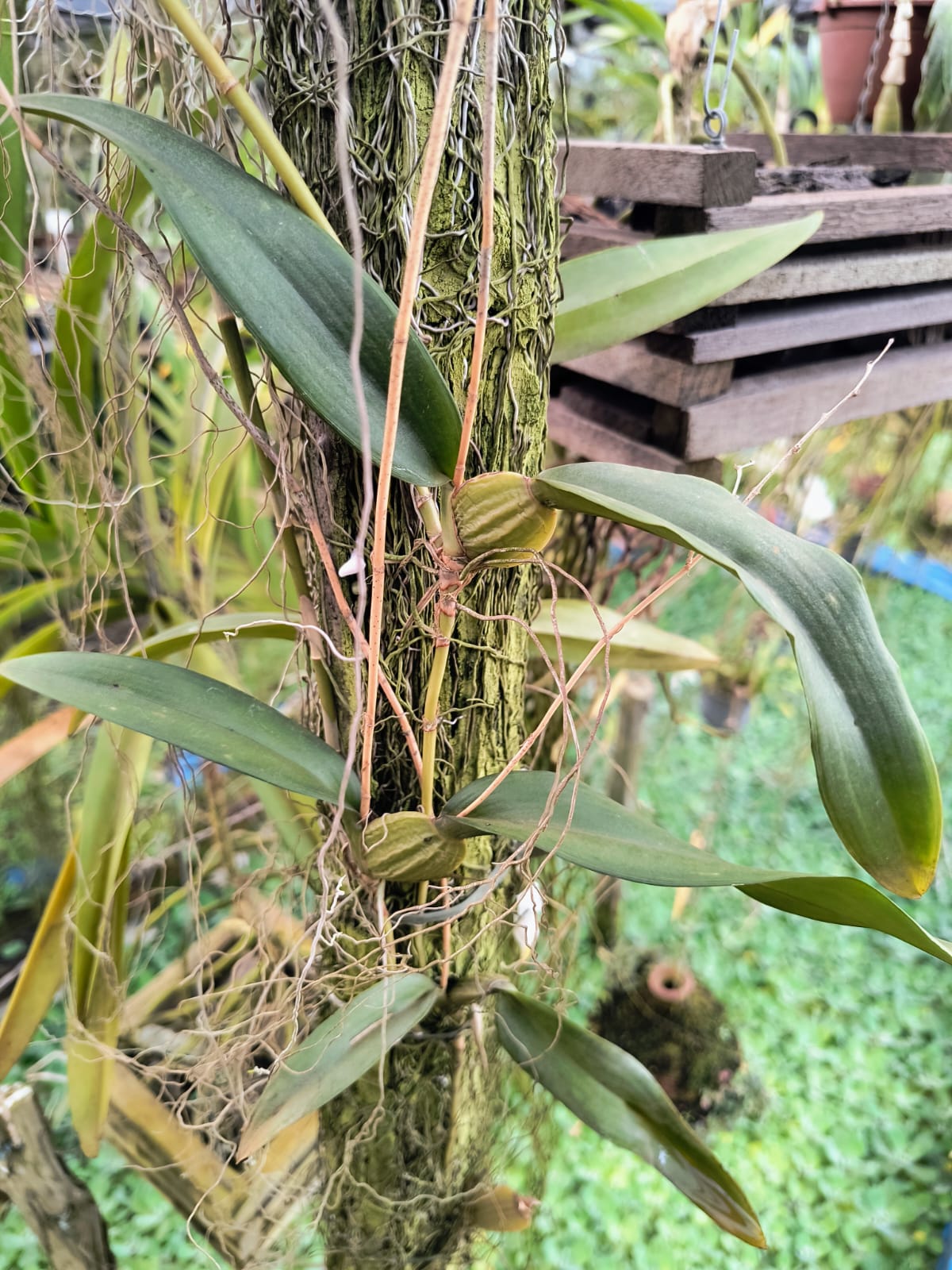 Rodriguezia Decora Semi Alba - Orquidario em Mogi Mirim/SP - As mais ...