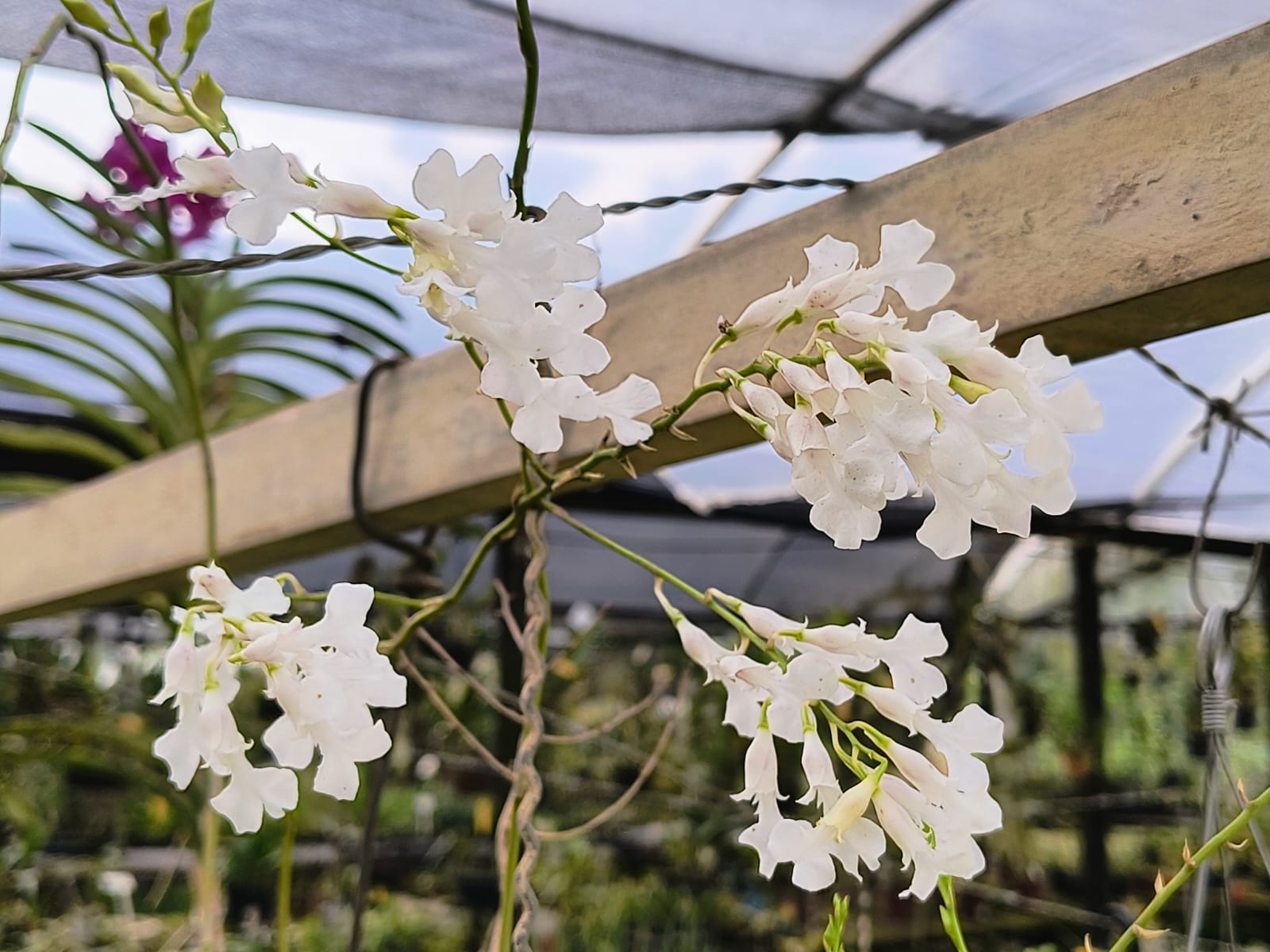 Rodriguezia Decora Semi Alba - Orquidario em Mogi Mirim/SP - As mais ...