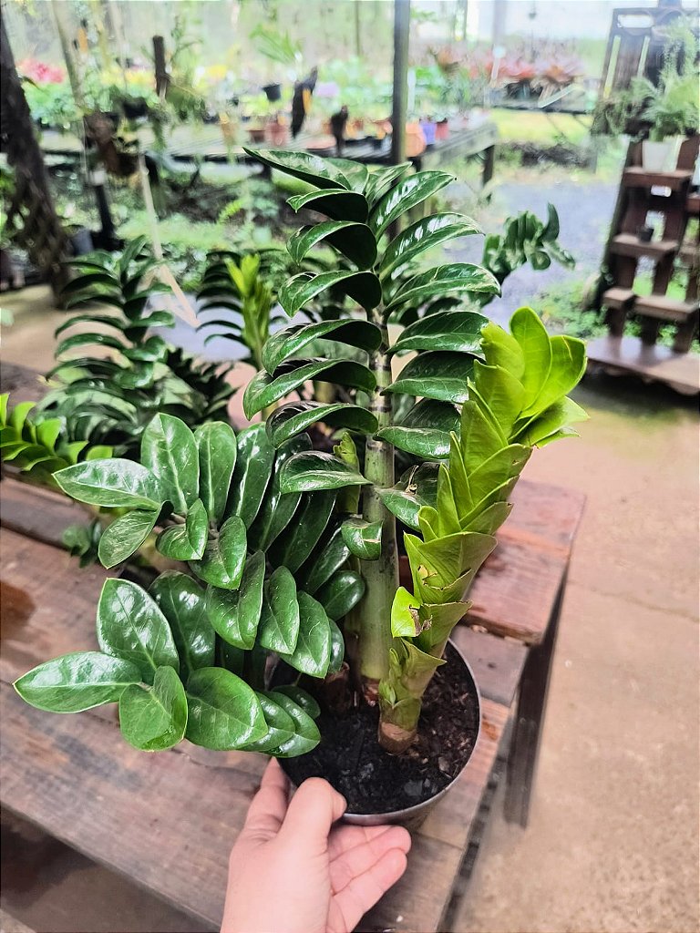 Zamioculcas Zenzi Mini Compacta Planta Verde | Jardinagem - Orquidario ...