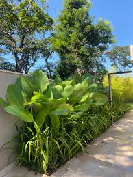 Mini Maranta Charuto Calathea Lutea Folhagem Compacta | Plantas ...