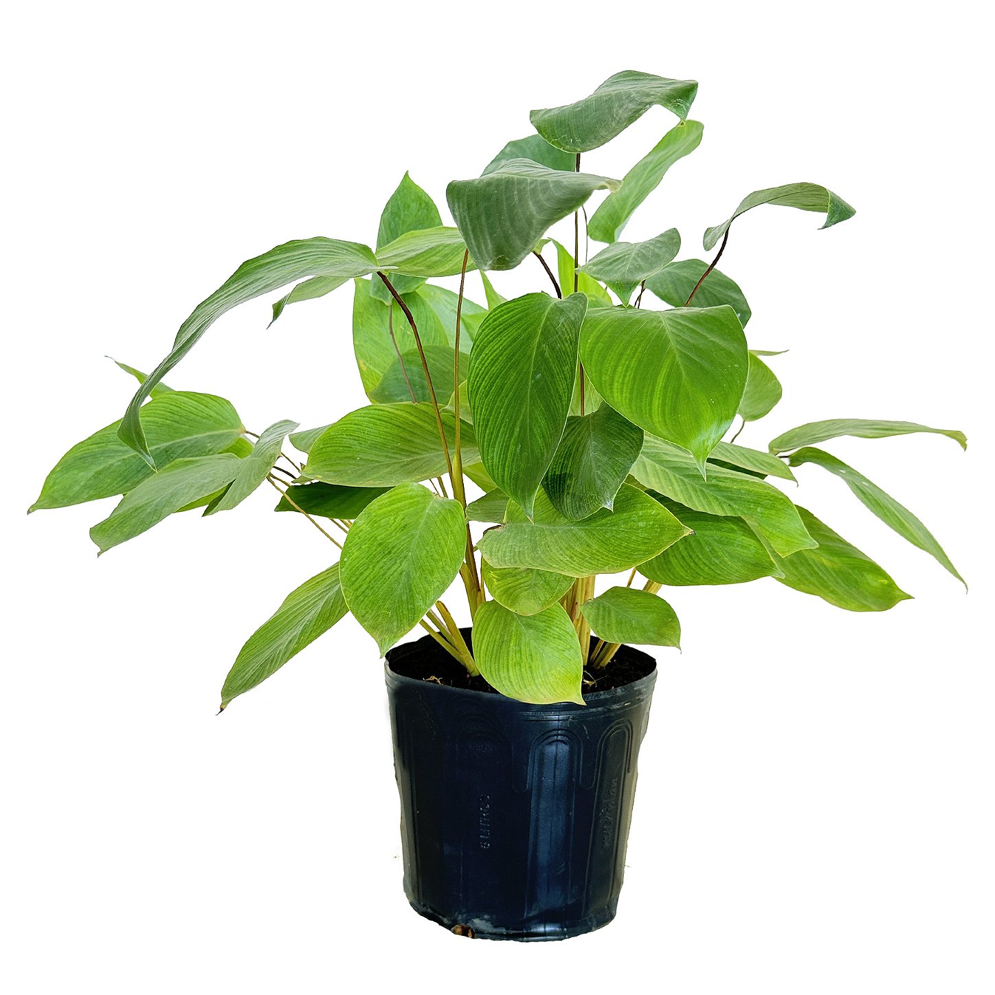 Mini Maranta Charuto Calathea Lutea Folhagem Compacta | Plantas ...