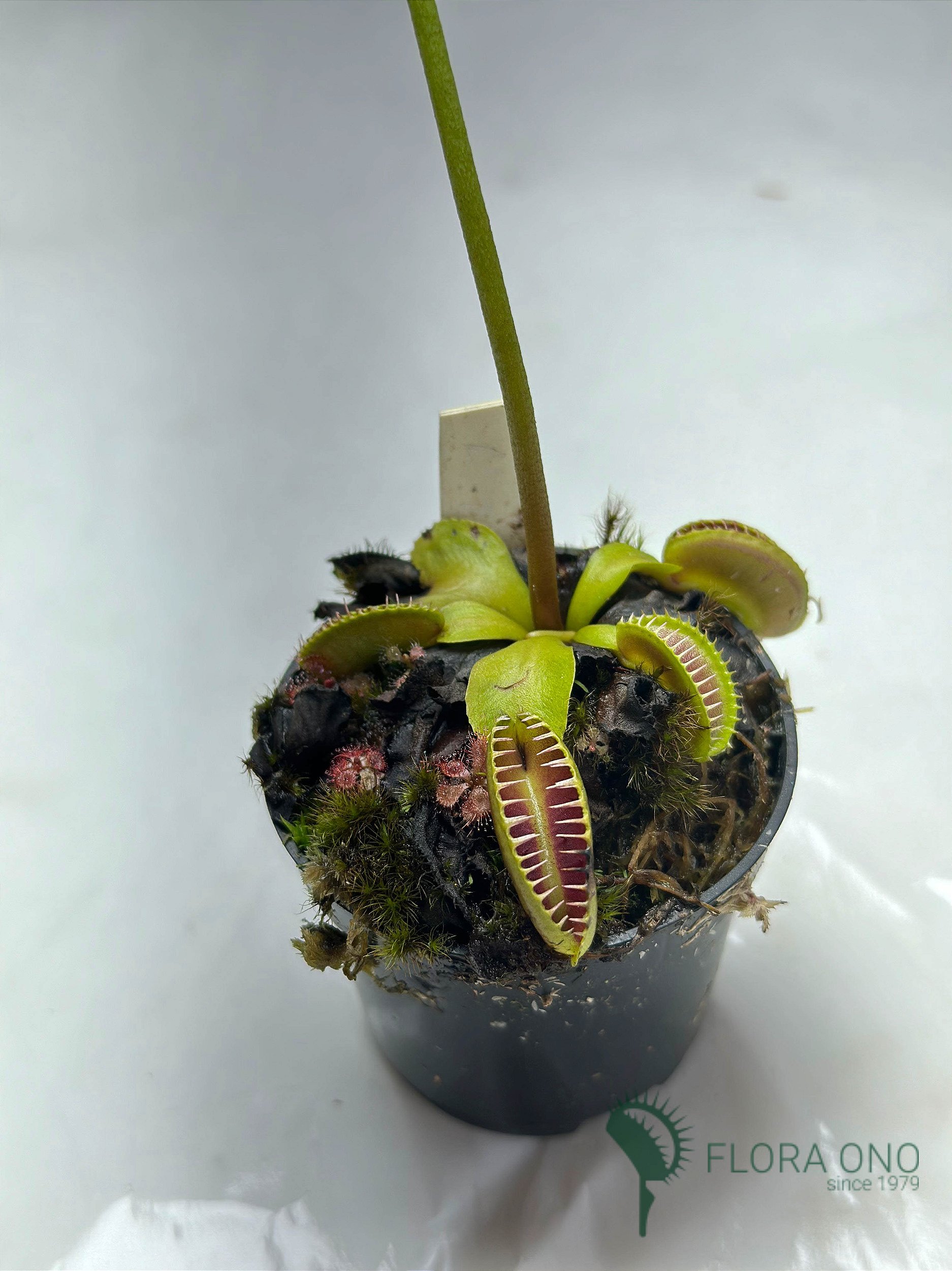 Dionaea Muscipula Alien - Muda - Flora Ono - Plantas Carnívoras online ...