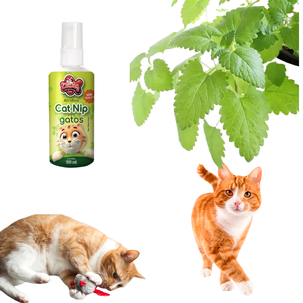 Catnip Líquido 100ml Atrativo Felino - O seu pet shop no Rio de Janeiro ...