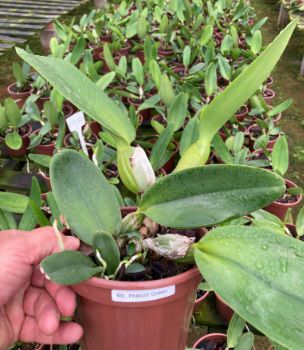 Rlc. Pratum Green - Orquidario Itaipava