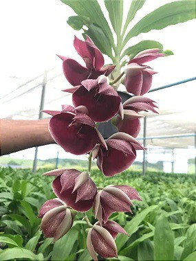 Catasetum Pileatum Imperiale “Pierre Couret” - Orquidario Itaipava