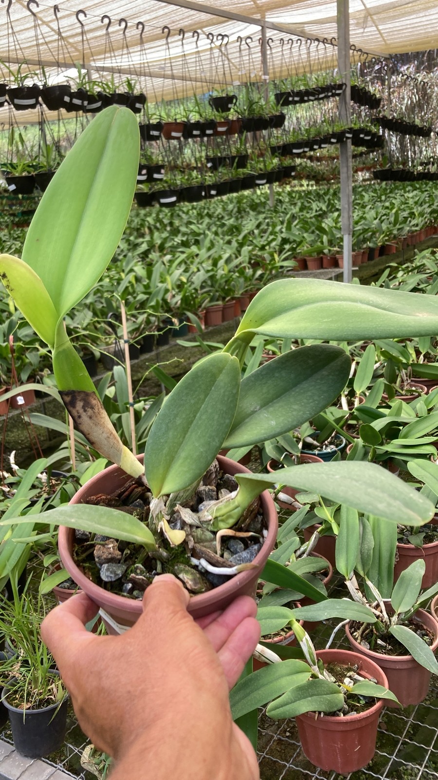 BLC. Beatriz Kunning - Orquidario Itaipava