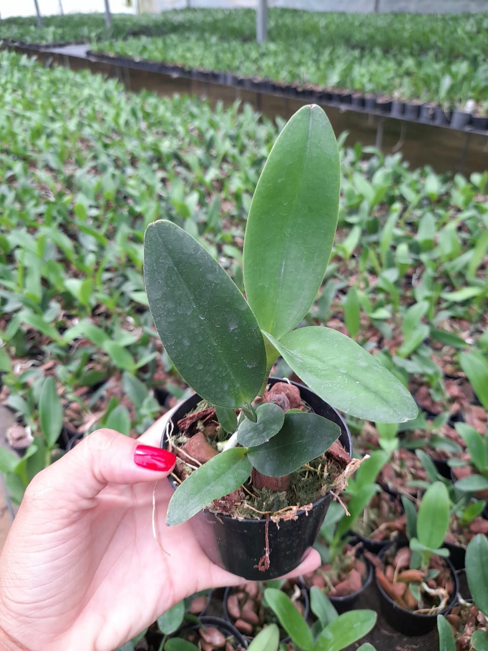 Blc. Memoria Helen Brown muda Pote 9 - Orquidario Itaipava