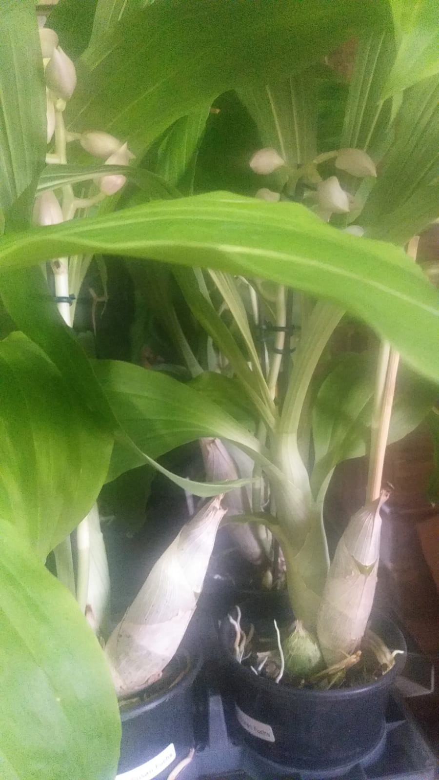 Catasetum Susan Fuchs - Orquidario Itaipava