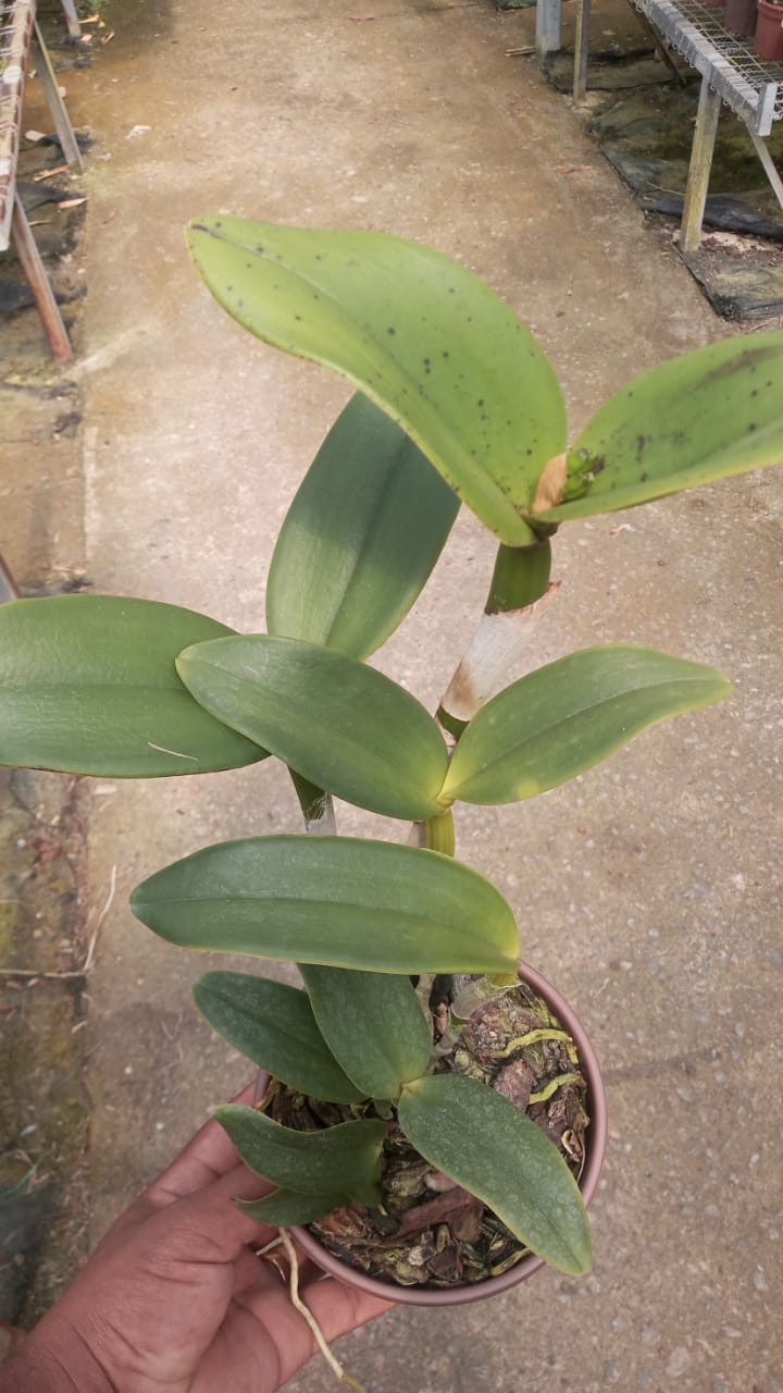Durigan Gemini - Orquidario Itaipava