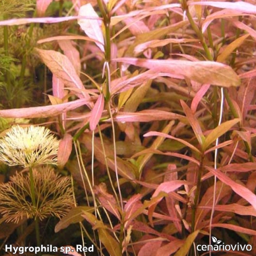 Hygrophila sp. Red: Vermelho Fácil para Iniciantes e Low Tech ...