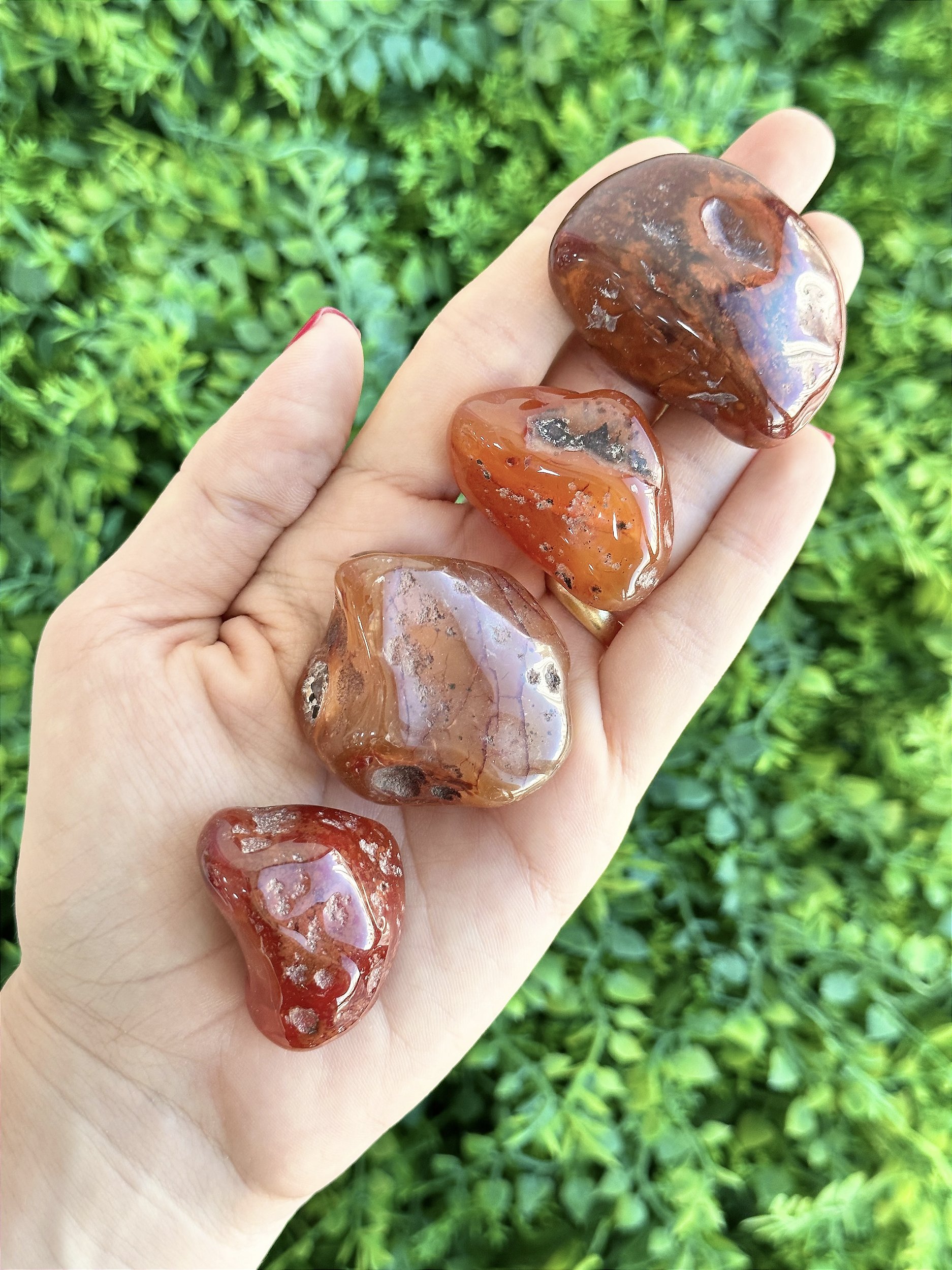 Cornalina Rolada Simples - Alegria de Viver, Procrastinação, Disposição ...