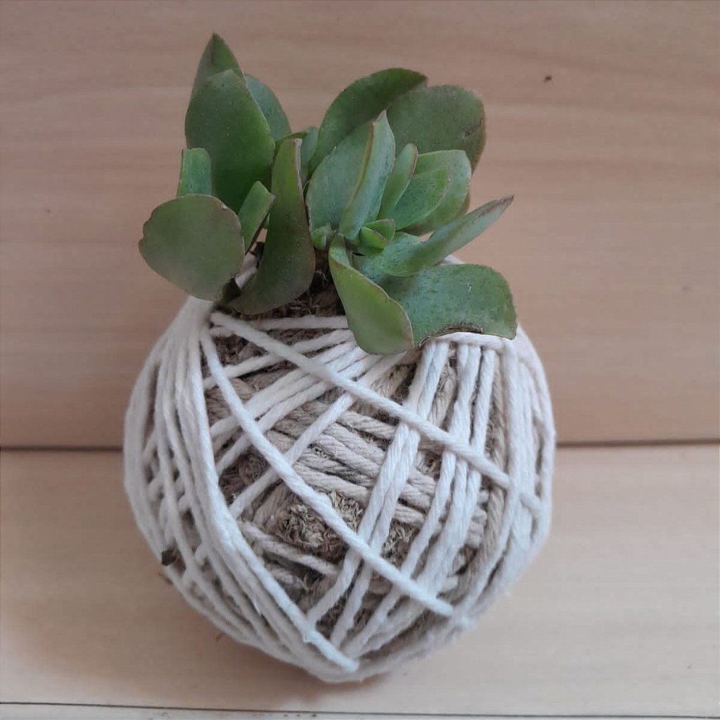 Kit 10 Mini Kokedamas de Suculentas Variadas - Meu Kokedama