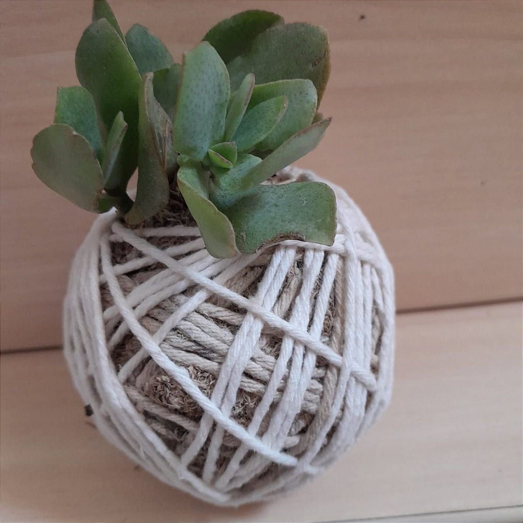 Kit 10 Mini Kokedamas de Suculentas Variadas - Meu Kokedama