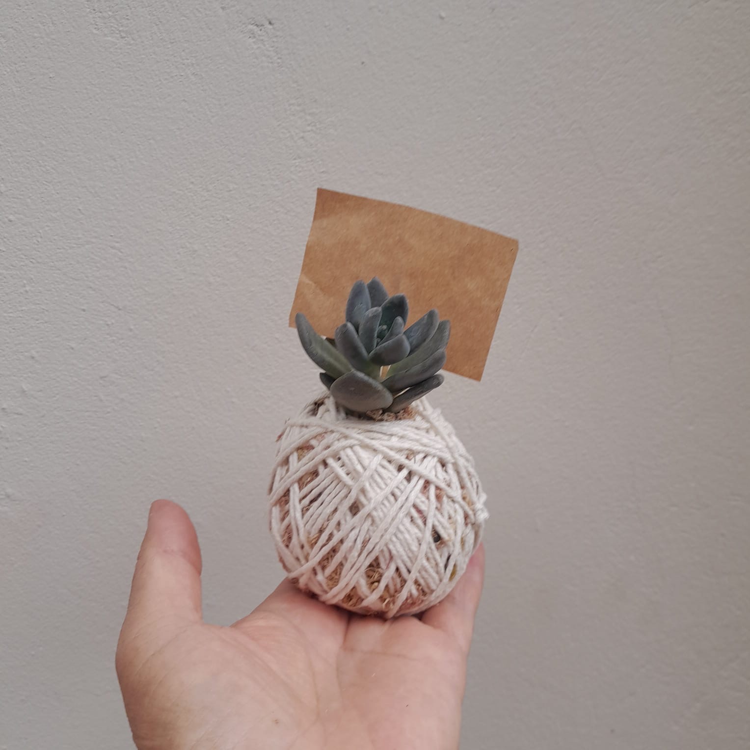 Kit 10 Mini Kokedamas de Suculentas Variadas - Meu Kokedama