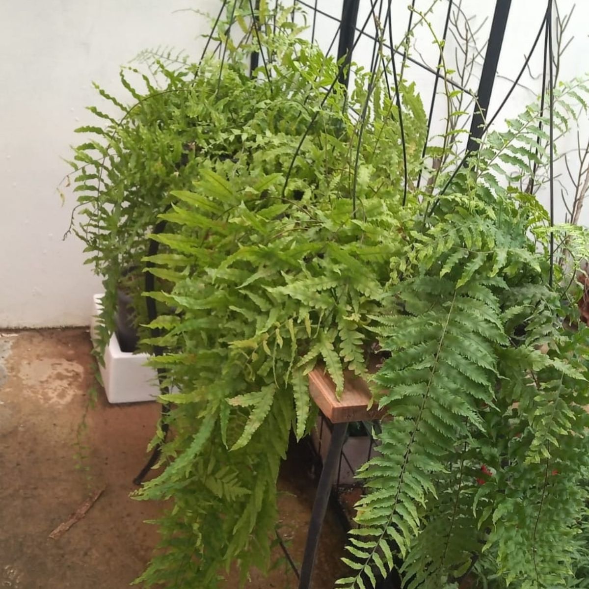 Folhagem Samambaia de Metro ADULTO (Polypodium subauriculatum) - Meu ...