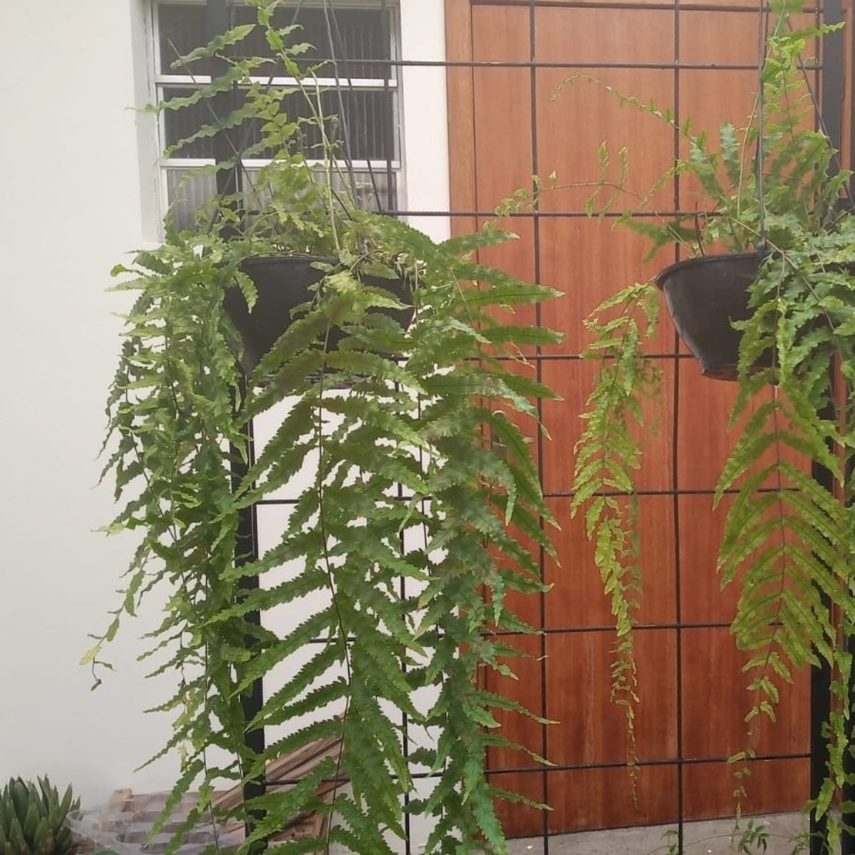 Folhagem Samambaia de Metro ADULTO (Polypodium subauriculatum) - Meu ...