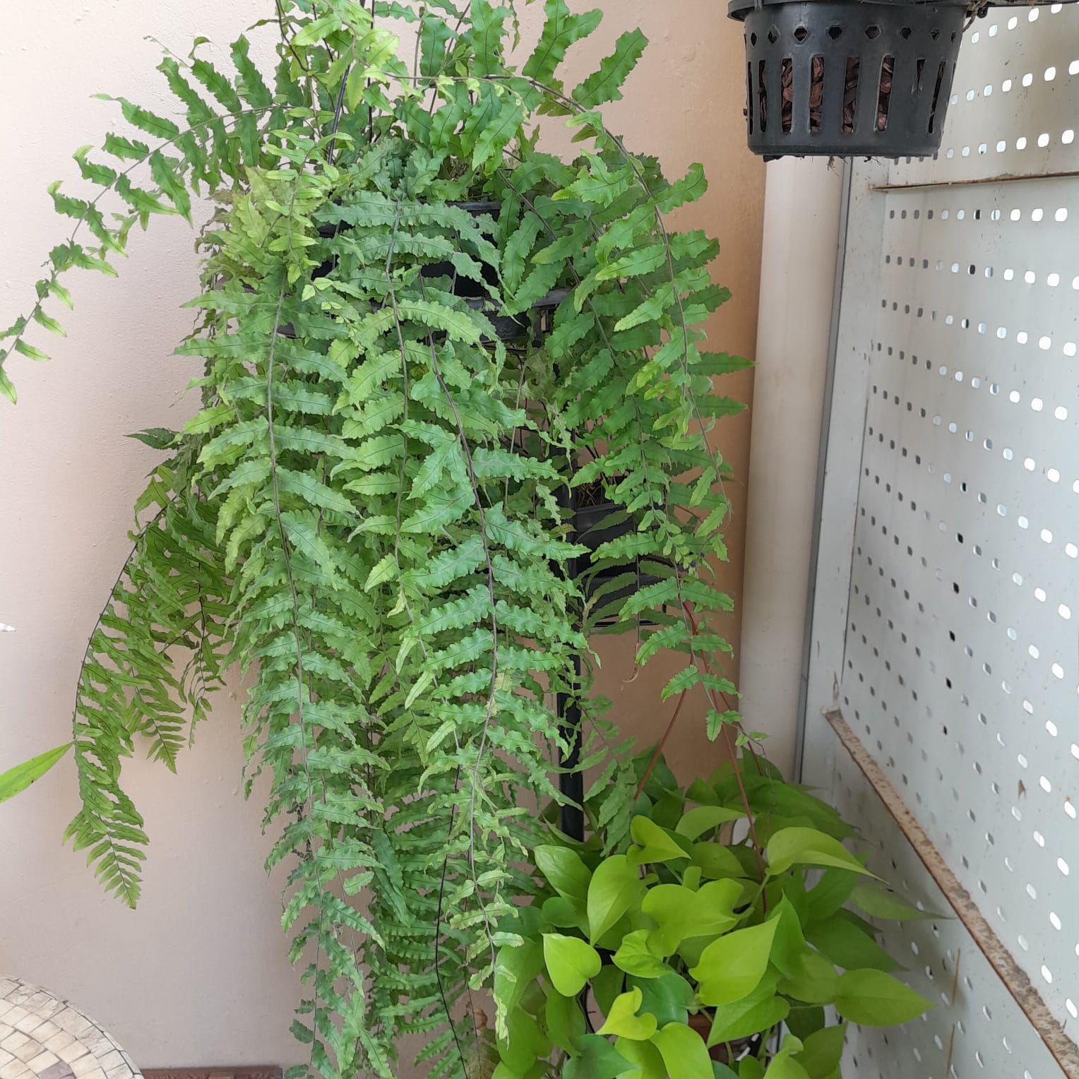 Folhagem Samambaia de Metro ADULTO (Polypodium subauriculatum) - Meu ...