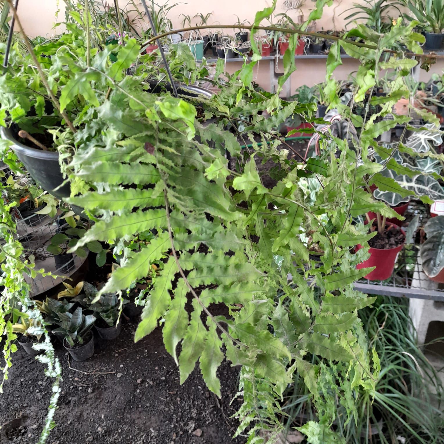 Folhagem Samambaia de Metro ADULTO (Polypodium subauriculatum) - Meu ...