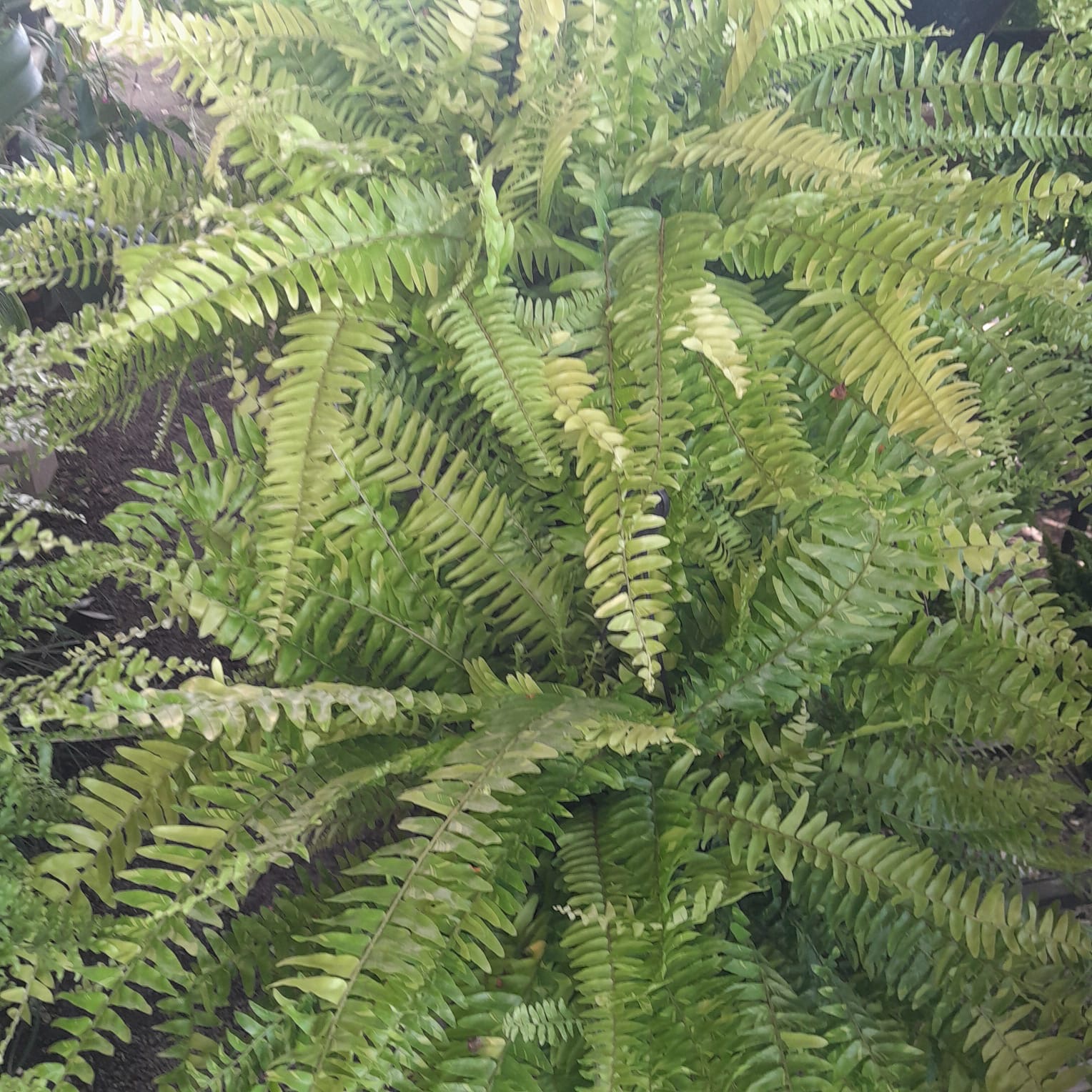 Folhagem Samambaia tigre ('Tiger Fern') - Meu Kokedama