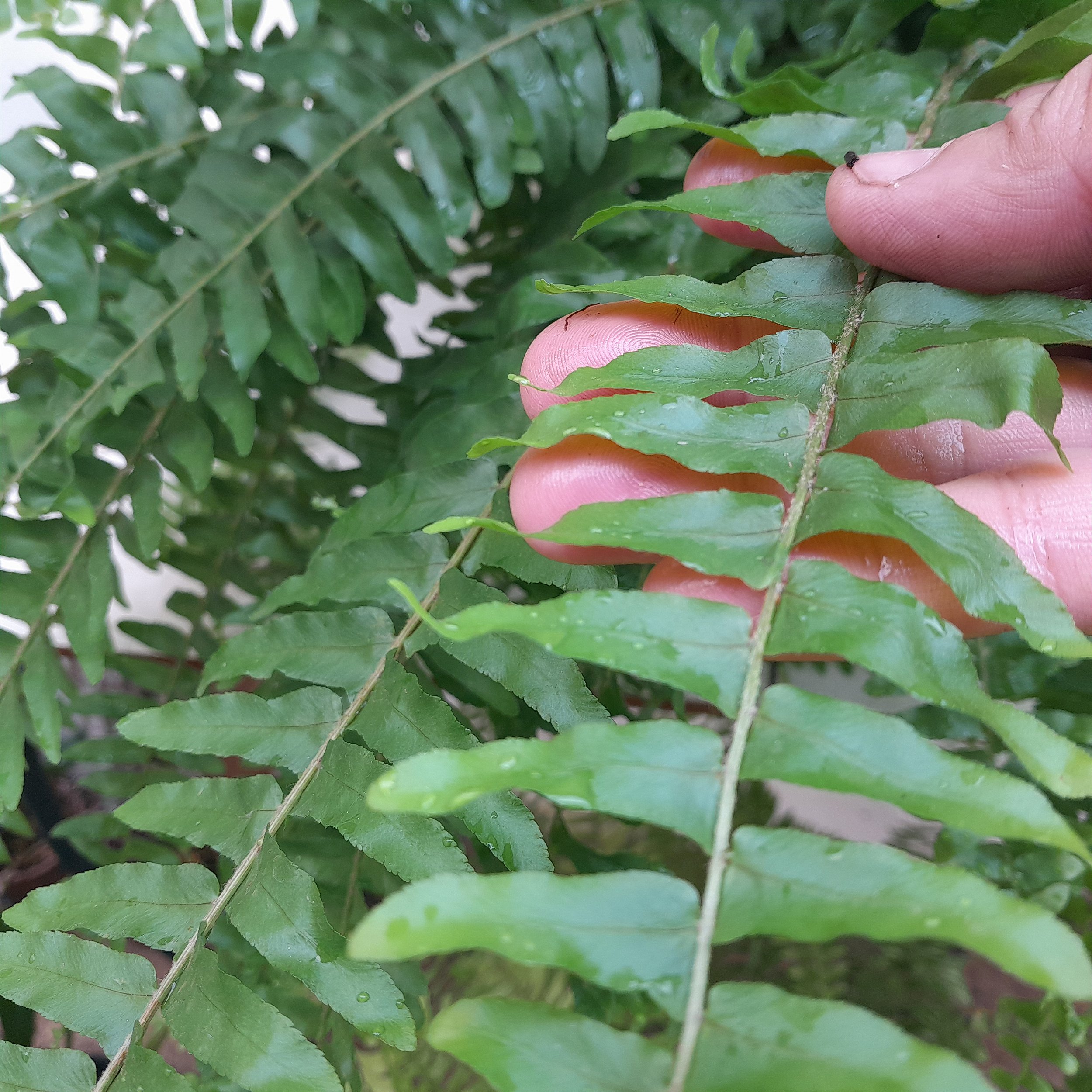 Folhagem Samambaia-americana (Nephrolepis exaltata) - Meu Kokedama