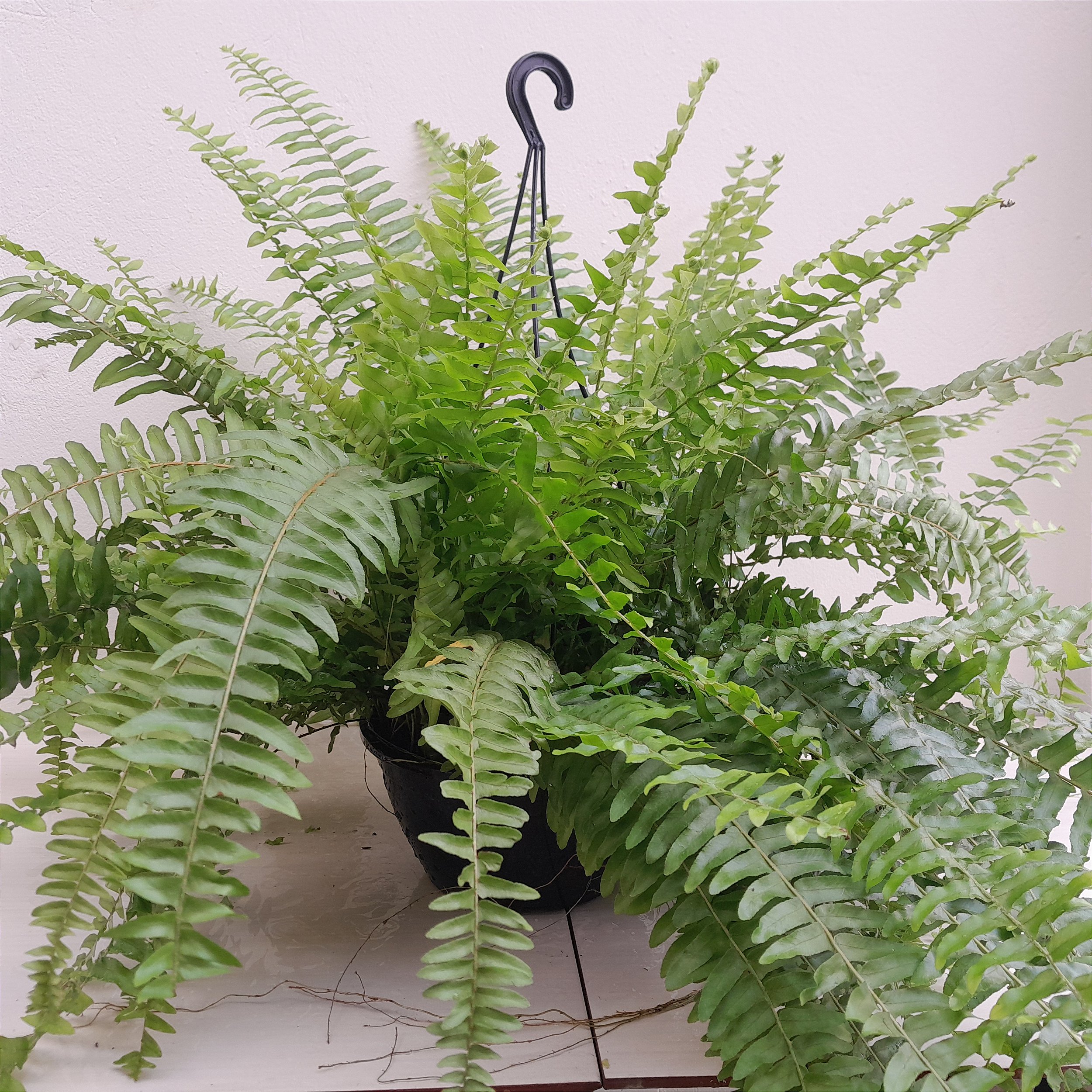 Folhagem Samambaia-americana (Nephrolepis exaltata) - Meu Kokedama