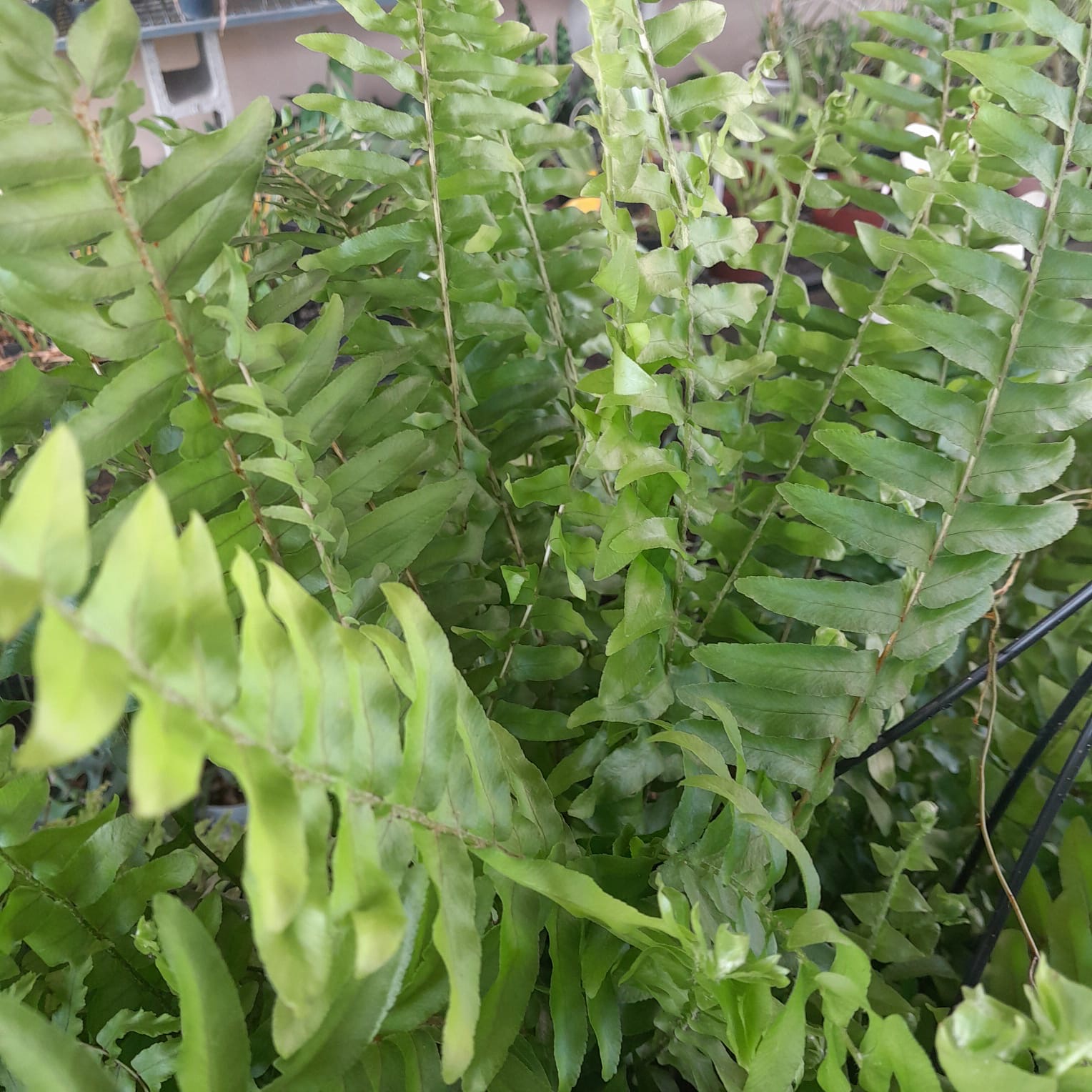 Folhagem Samambaia-americana (Nephrolepis exaltata) - Meu Kokedama