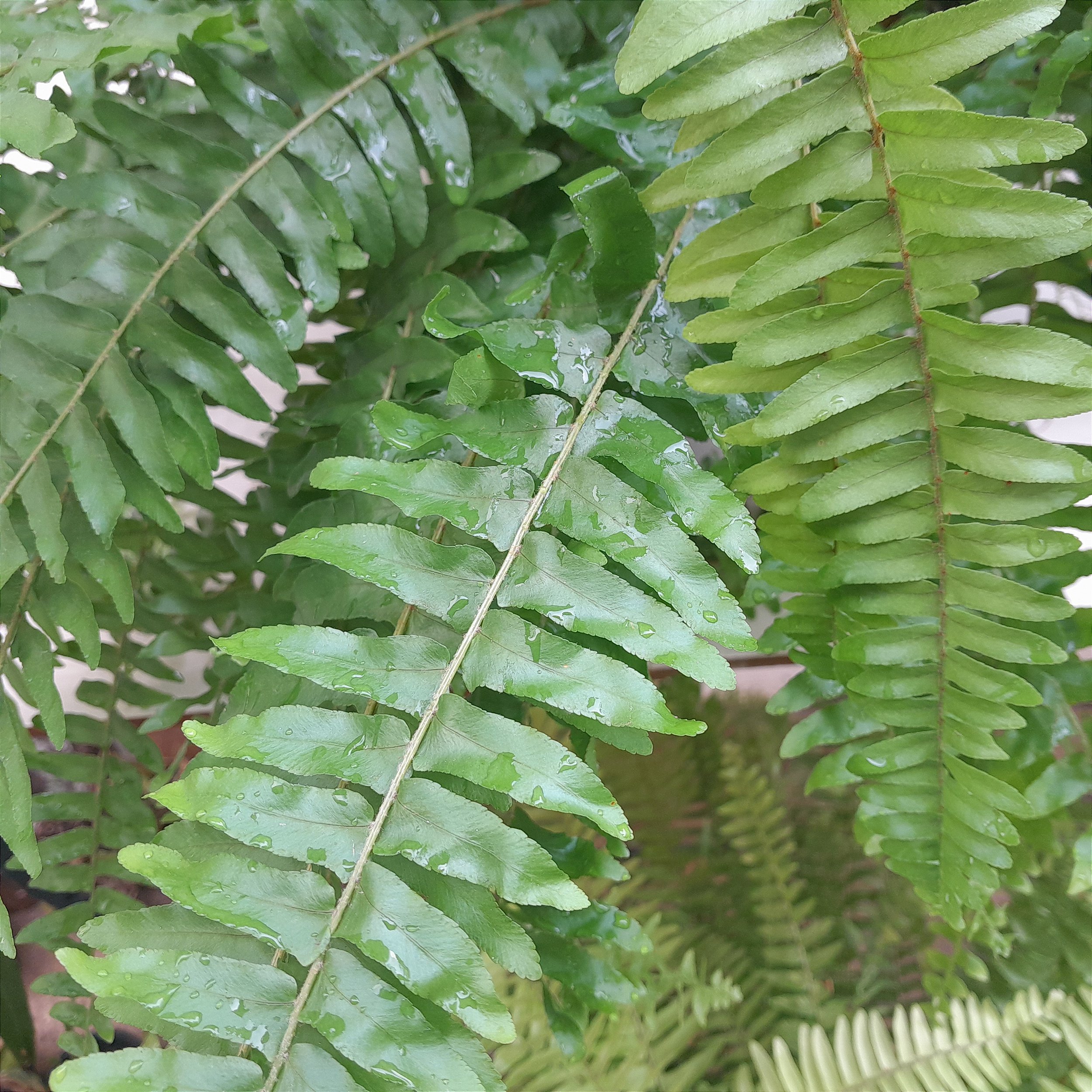 Folhagem Samambaia-americana (Nephrolepis exaltata) - Meu Kokedama