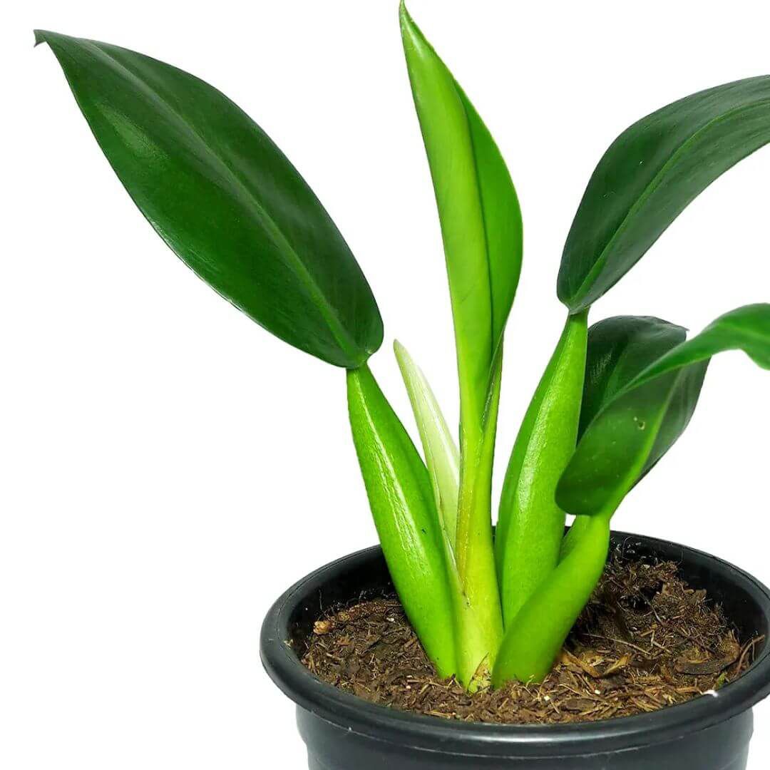 Pacová 50 cm – Planta Interna Tropical (Philodendron) | Verde Garden ...