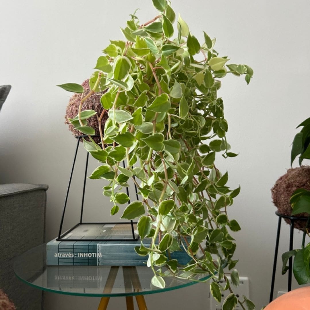 Muda de Peperômia Filodendro Cuia 21 Pendente Meia Sombra - Verde ...